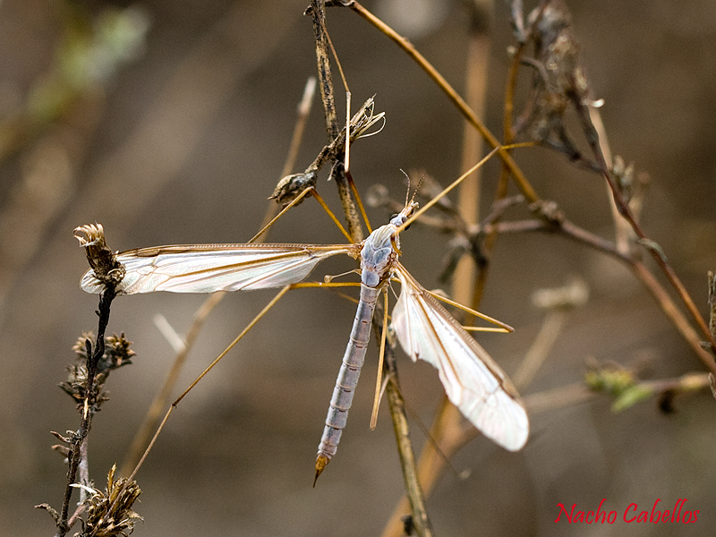 Tipula Linnaeus, 1758 – Los bichos de Puertollano