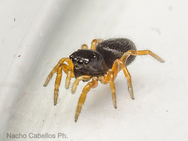 Chalcoscirtus infimus (Simon, 1868) – Los bichos de Puertollano