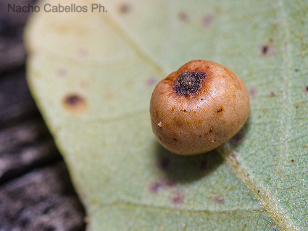 Cynips disticha Hartig 1840 – Los bichos de Puertollano