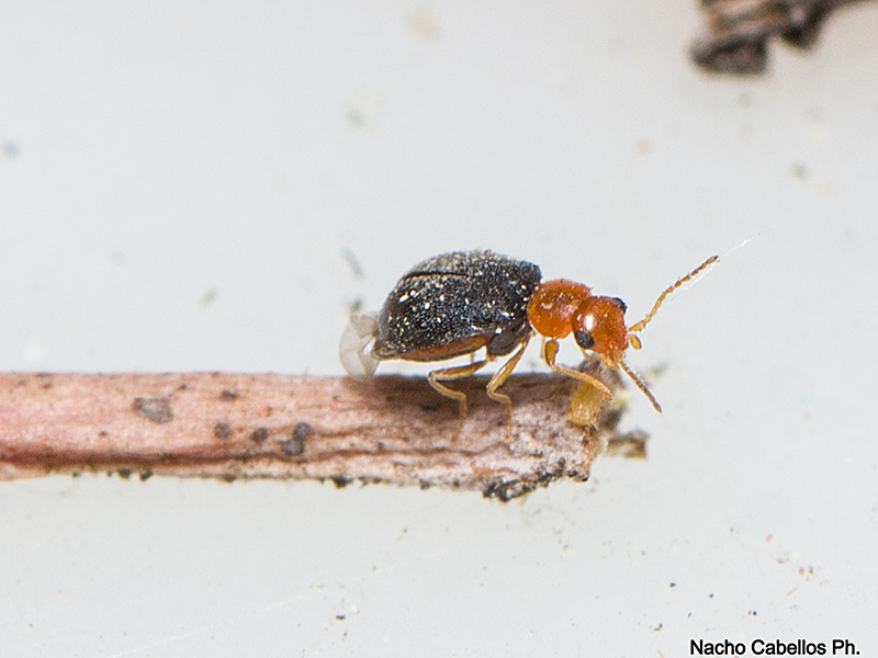 Colotes Erichson, 1840 – Los bichos de Puertollano